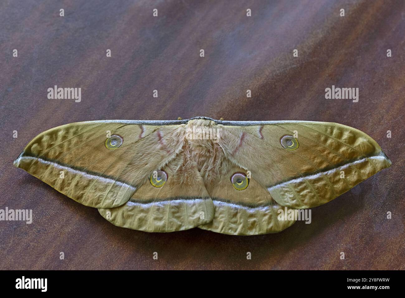 Antheraea paphia, South India small tussore, the tasar silkworm and ...