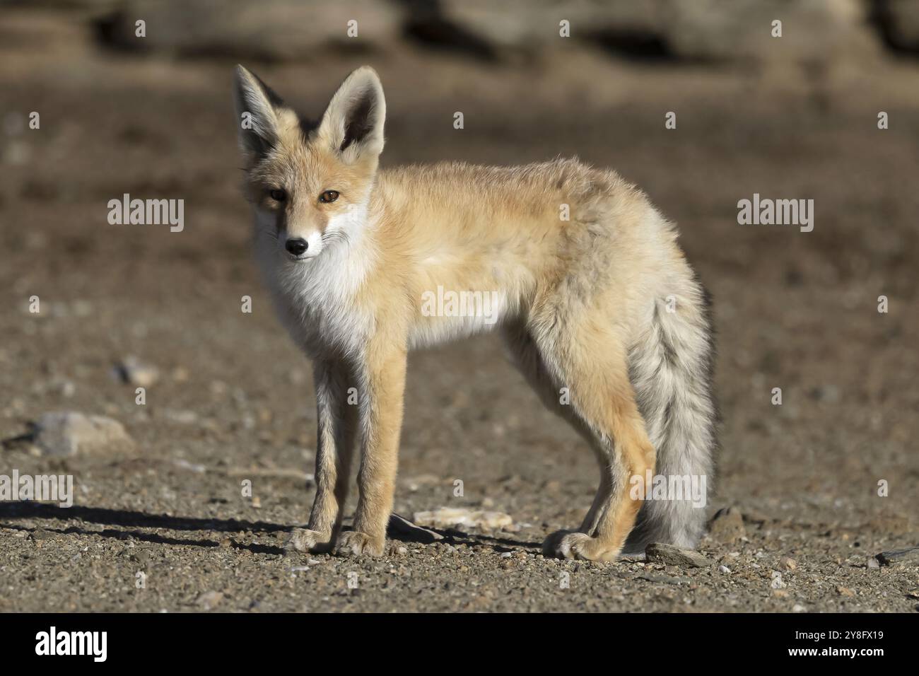 Red Fox, Vulpes vulpes, Ladakh, India Stock Photo - Alamy
