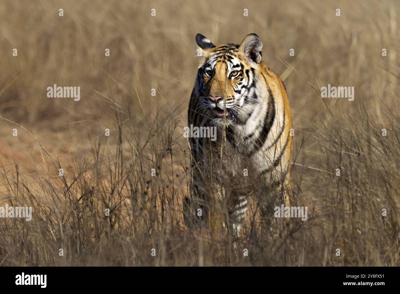 Royal Bengal Tiger, Panthera tigris, cub, Panna Tiger Reserve, Madhya ...