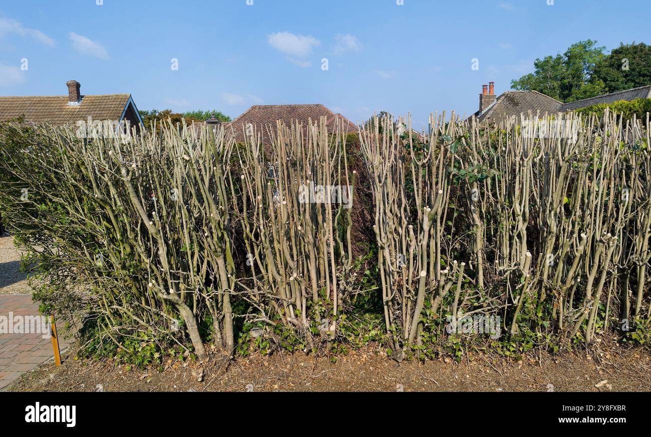 Pruning example hi-res stock photography and images - Alamy