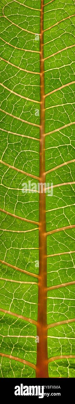 Green leaf structure, veins and branching capillaries Stock Photo - Alamy