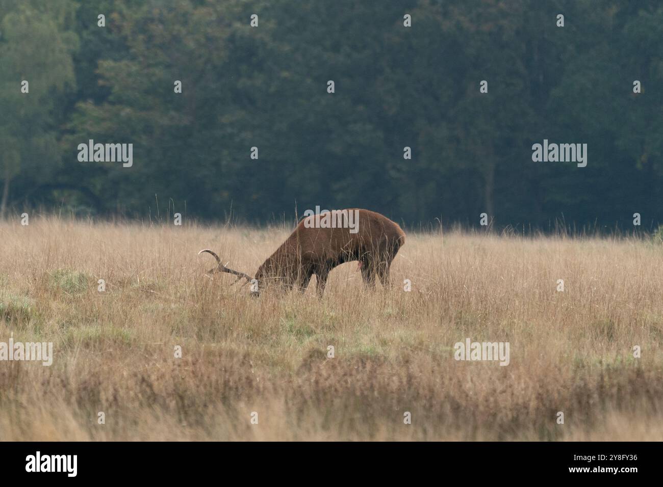 red deer tutting season Stock Photo - Alamy