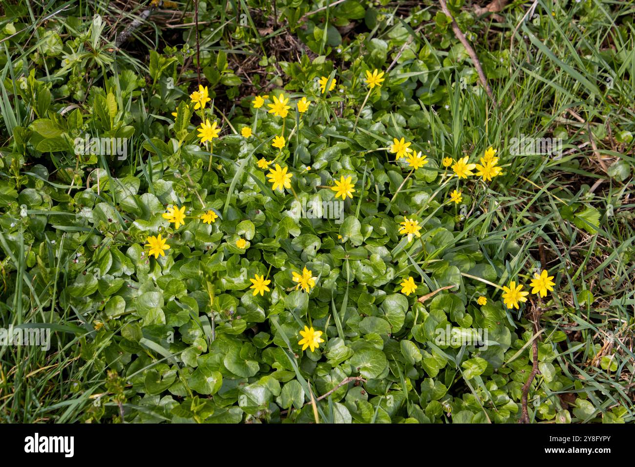 Lesser celandine flower, ficaria verna Stock Photo - Alamy