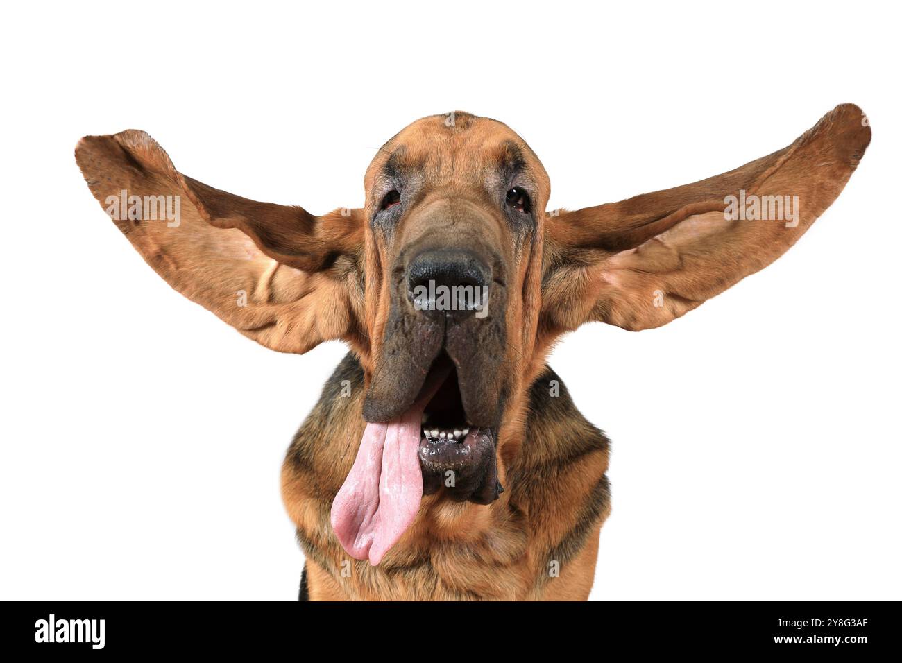 Portrait of purebred Bloodhound dog with scattering ears on a white ...