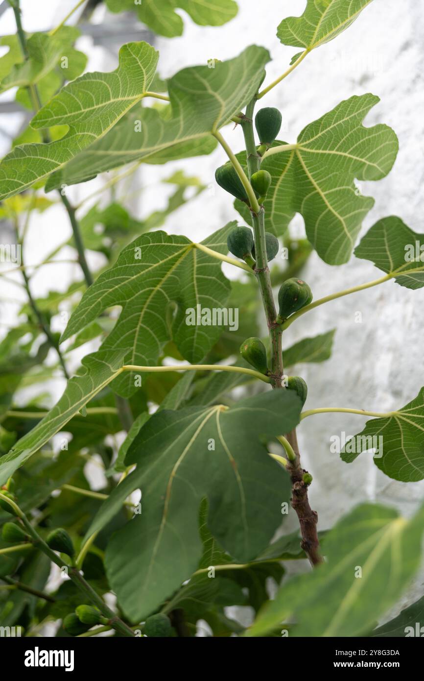 Close up of the fruit and leaves of a fig tree Ficus carica Stock Photo ...