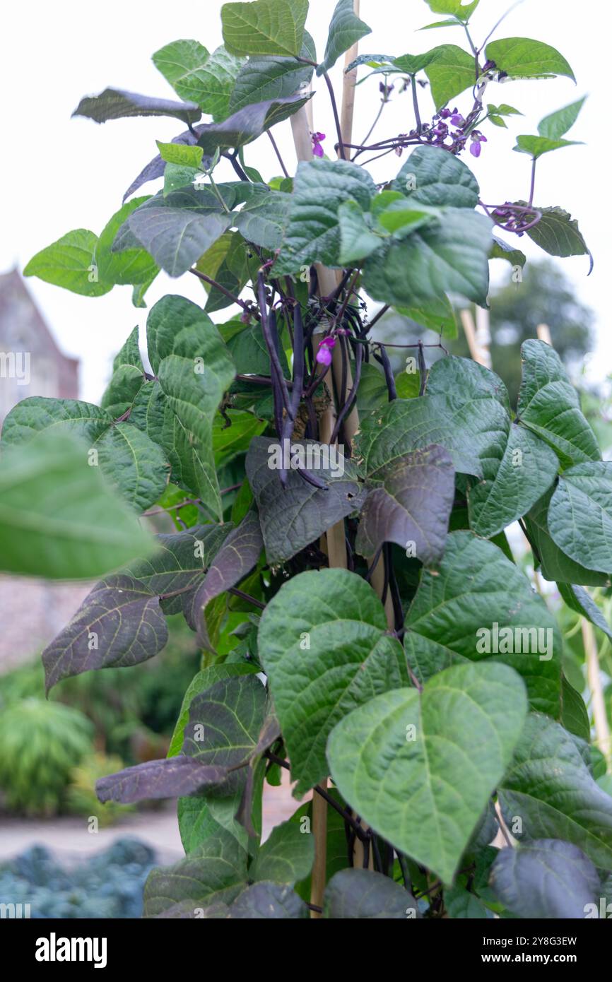 French bean plant. Phaseolus vulgaris 'Violet podded' climbing French ...