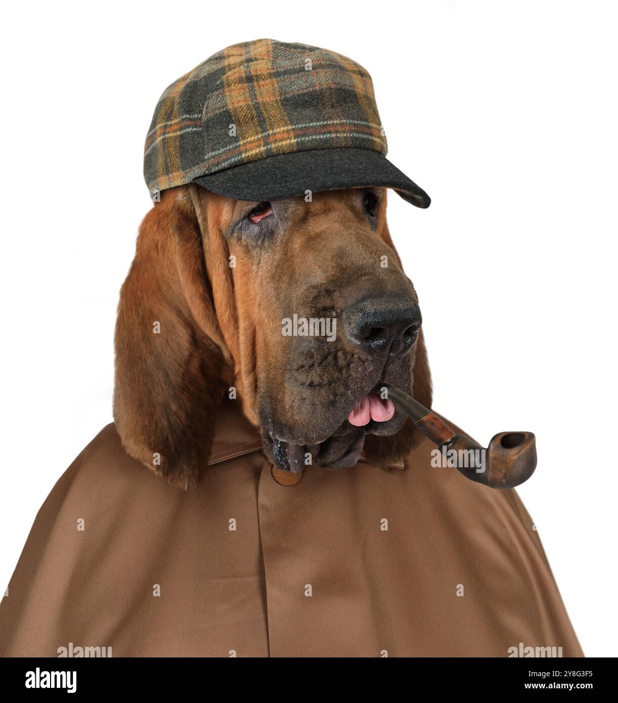 Bloodhound dog dressed in the style of Sherlock Holmes with a pipe ...