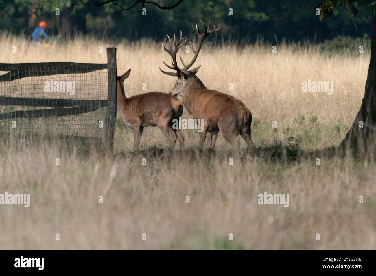 red deer tutting season Stock Photo - Alamy