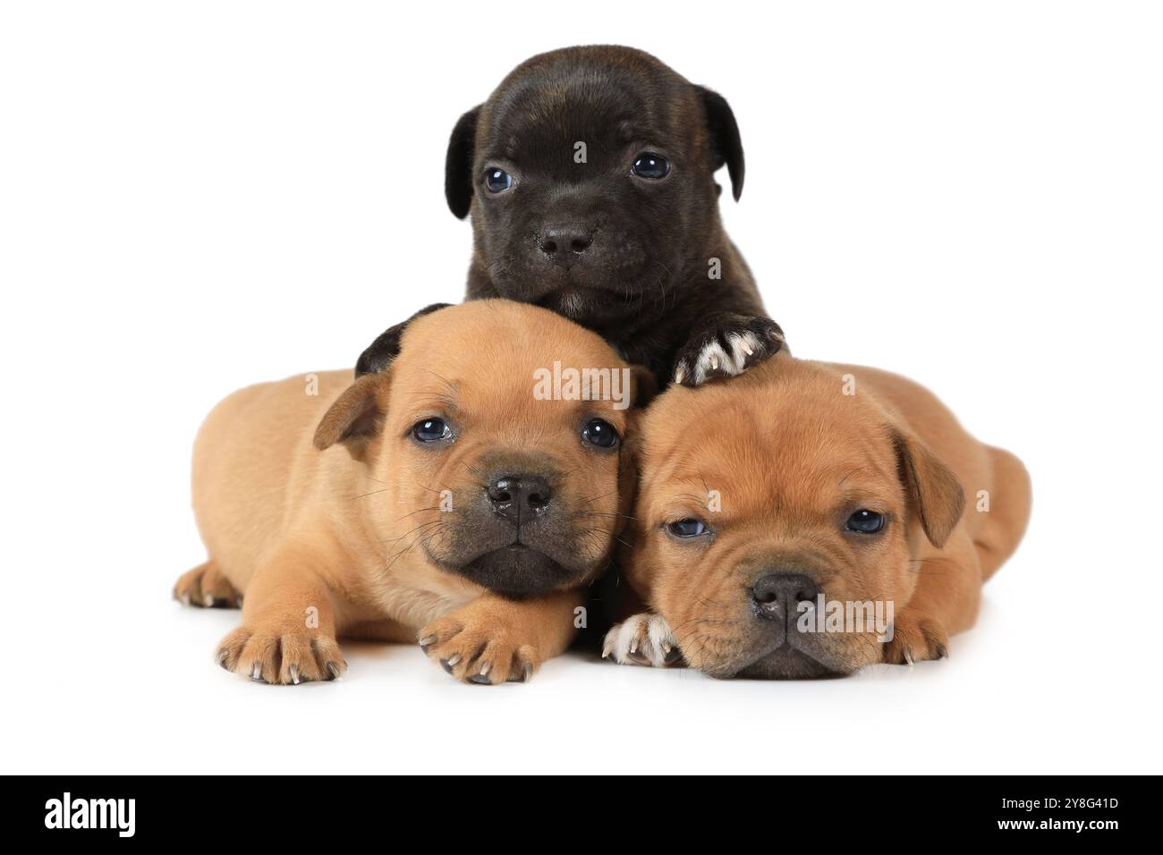 Portrait of three American Staffordshire Terrier puppies (two weeks old ...