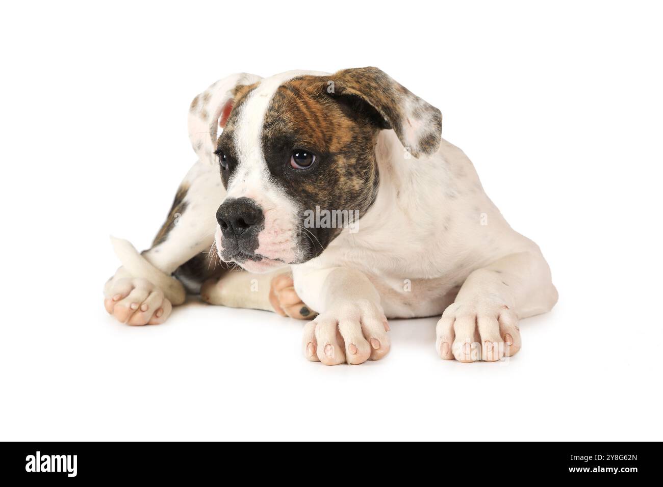 Four months old American Bulldog puppy lying on white background Stock ...