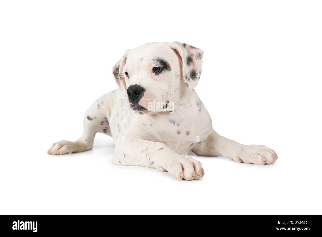 Four months old American Bulldog puppy isolated on white background ...