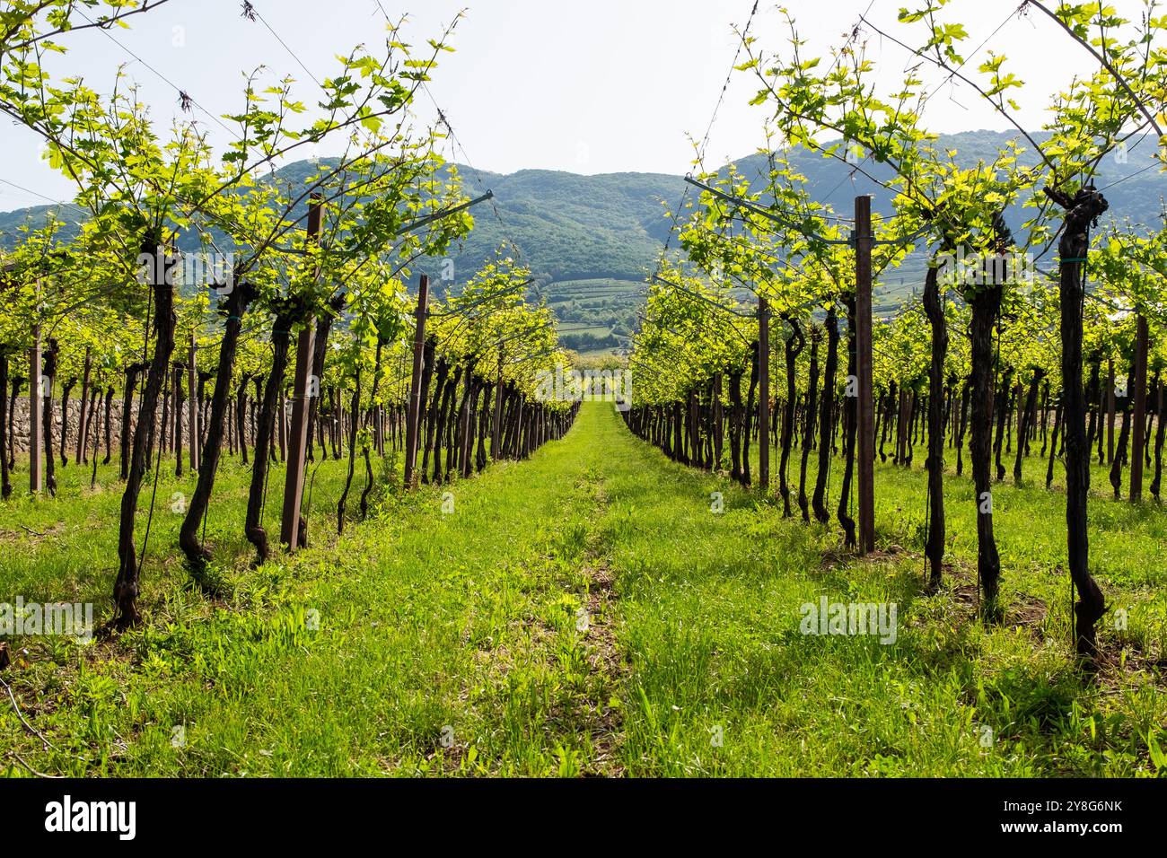 Vigneto biologico in primavera Stock Photo - Alamy
