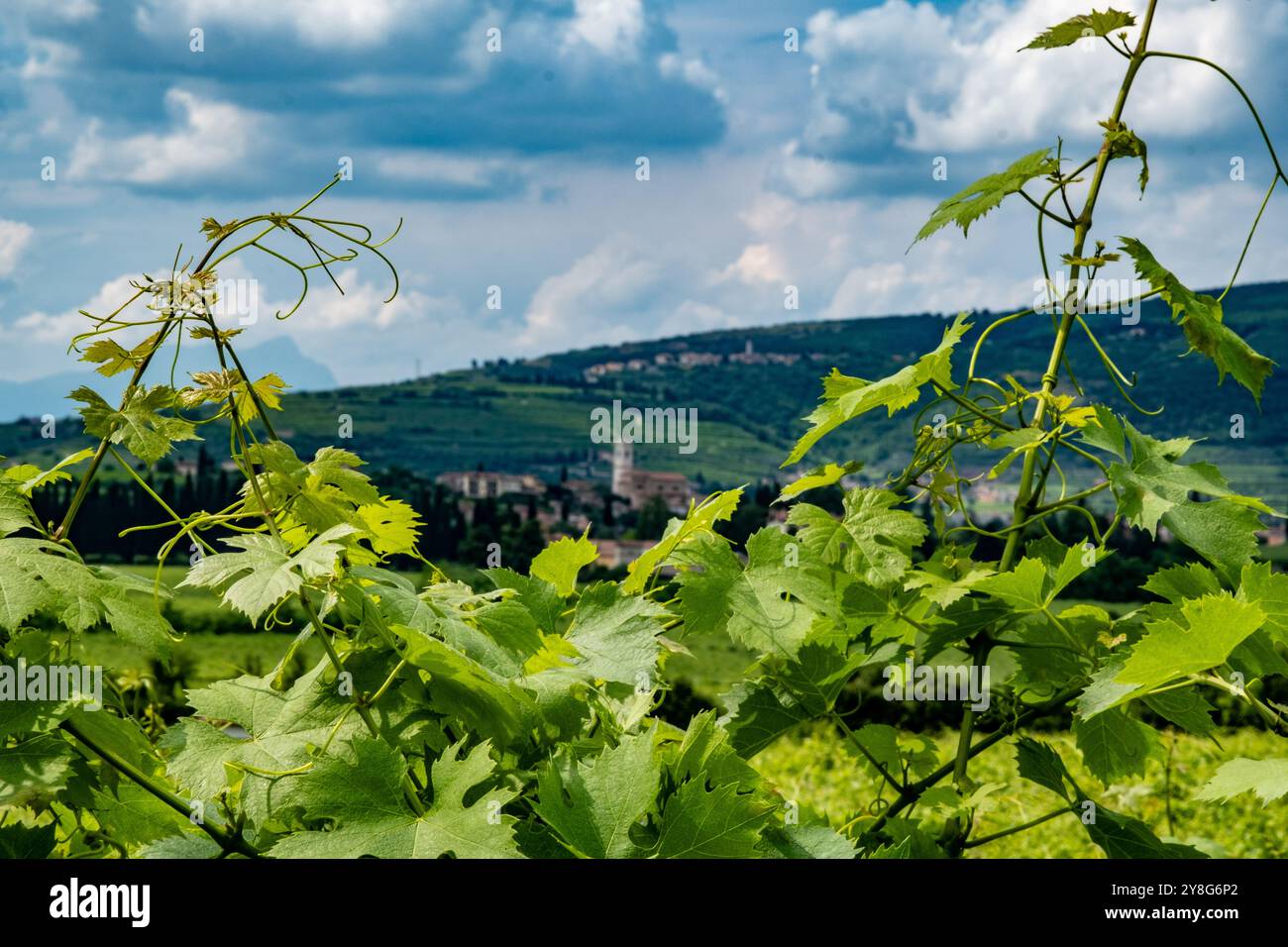 Vigneto biologico hi-res stock photography and images - Alamy