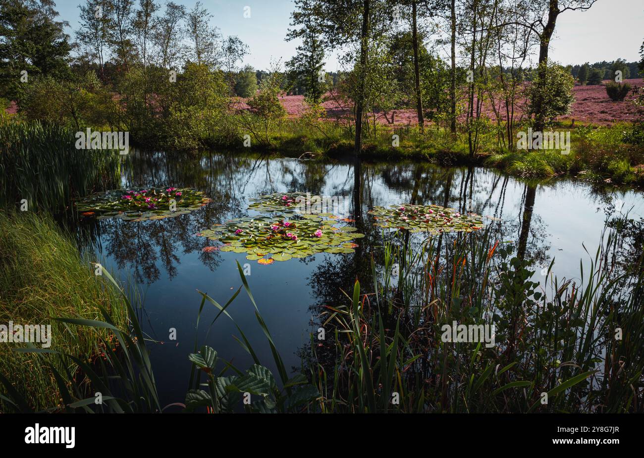 Fairy ponds in the Buesenbachtal in Handeloh in the beautiful Lüneburg ...