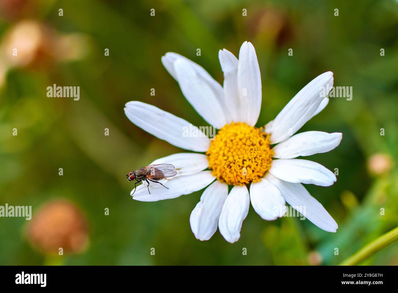 Delia fly, known for its small size and dull grey body, feeds on plant ...