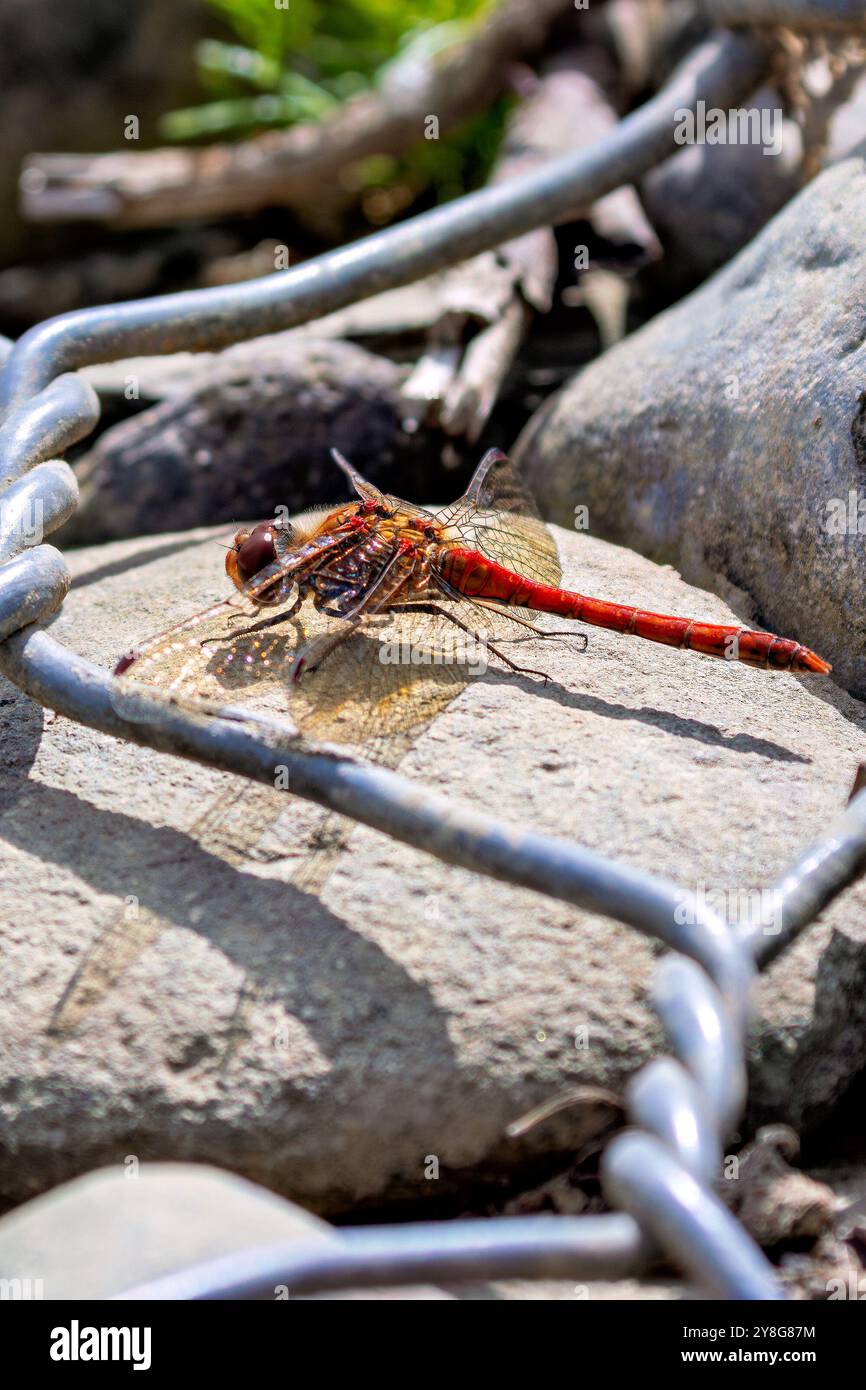 Darter dragonfly, known for its slender body and rapid flight, feeds on ...