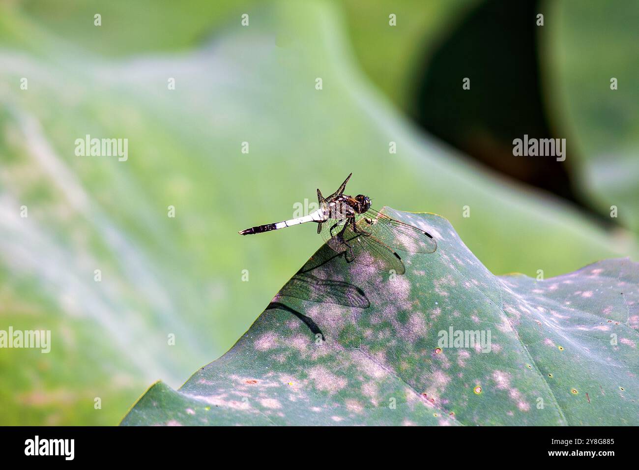 White-tailed skimmer dragonfly, recognized by its pale blue body and ...