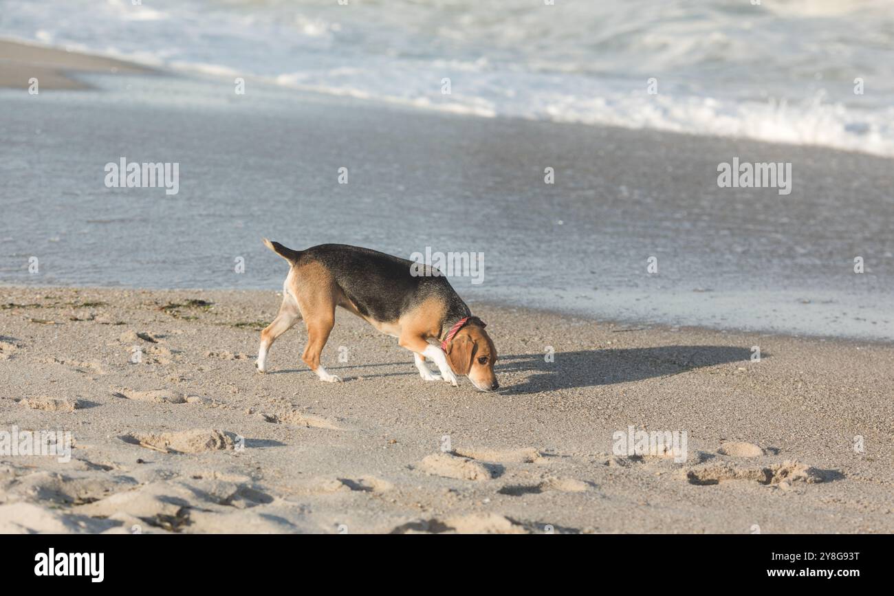 dog relaxing and resting lying on the sand at the beach on summer ...
