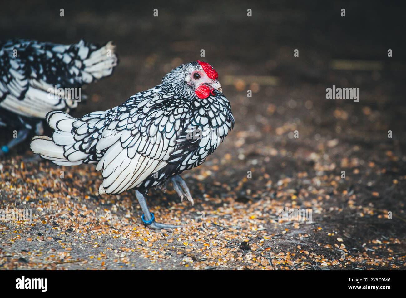 Sebright bantam chicken rooster Stock Photo - Alamy