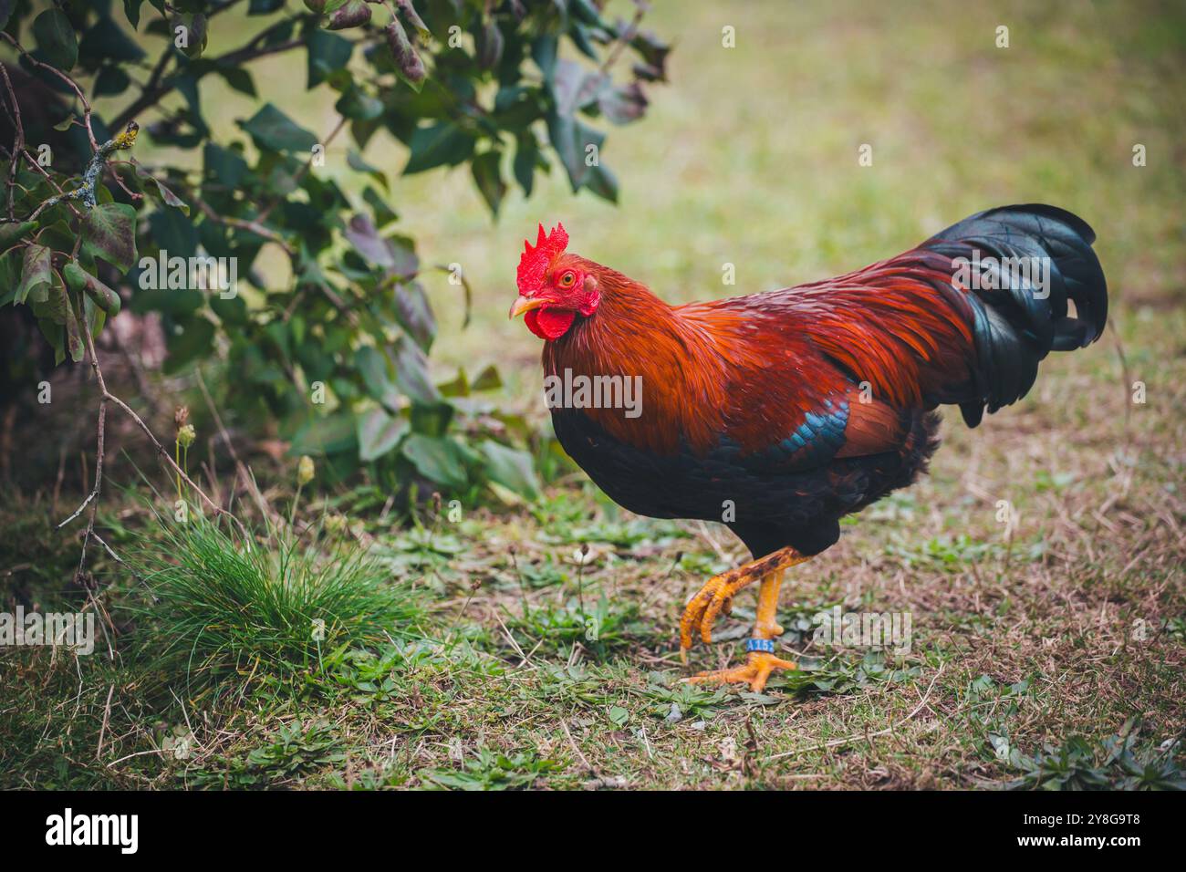 Welsummer bantam chicken rooster Stock Photo - Alamy