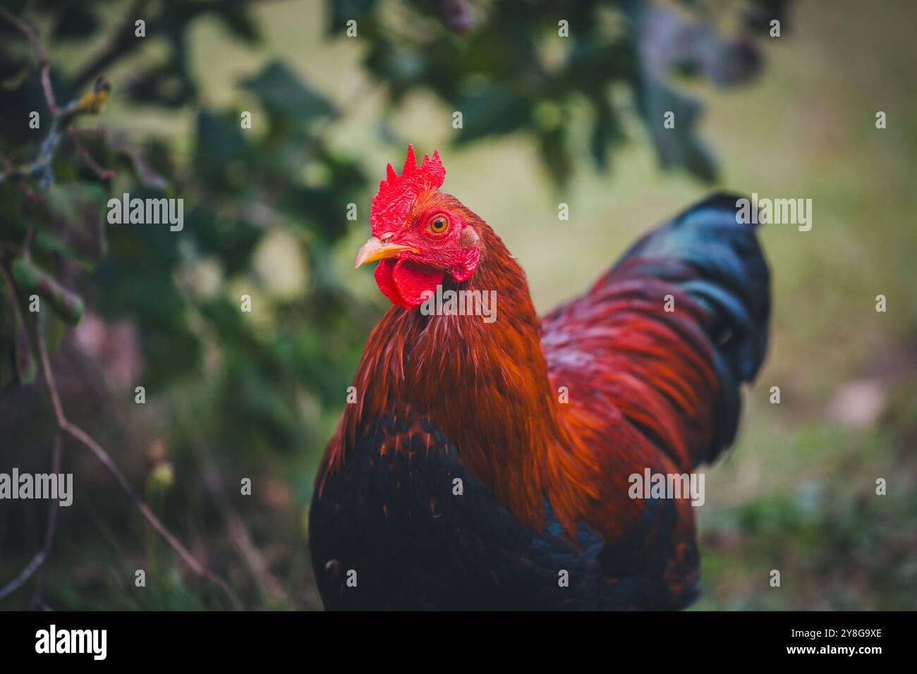 Welsummer bantam rooster hi-res stock photography and images - Alamy