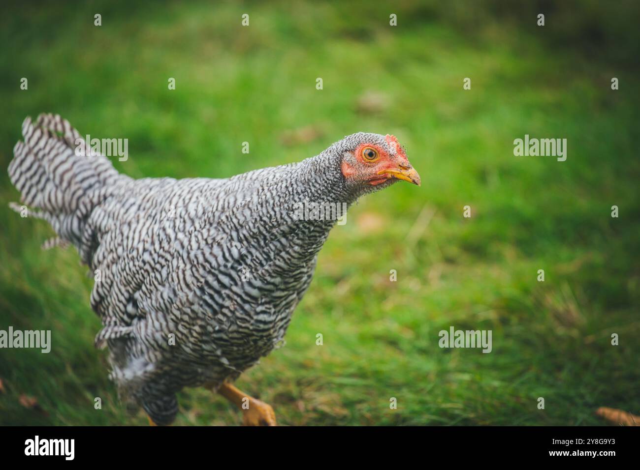 Amrock bantam rooster hi-res stock photography and images - Alamy