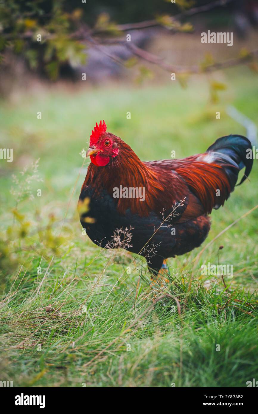 Welsummer bantam rooster hi-res stock photography and images - Alamy