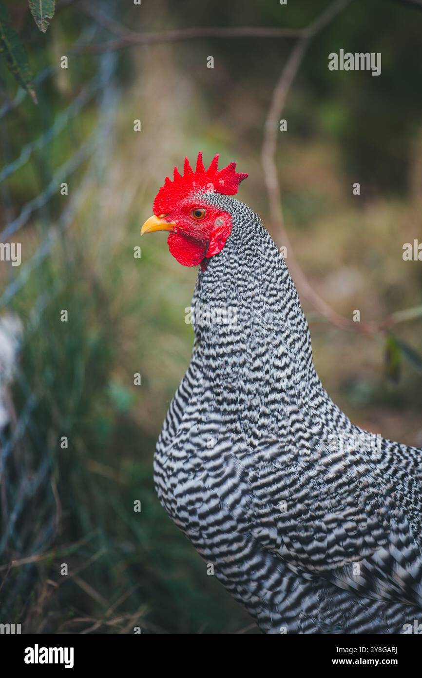 Dwarf Amrock rooster (Amrock Bantam rooster Stock Photo - Alamy