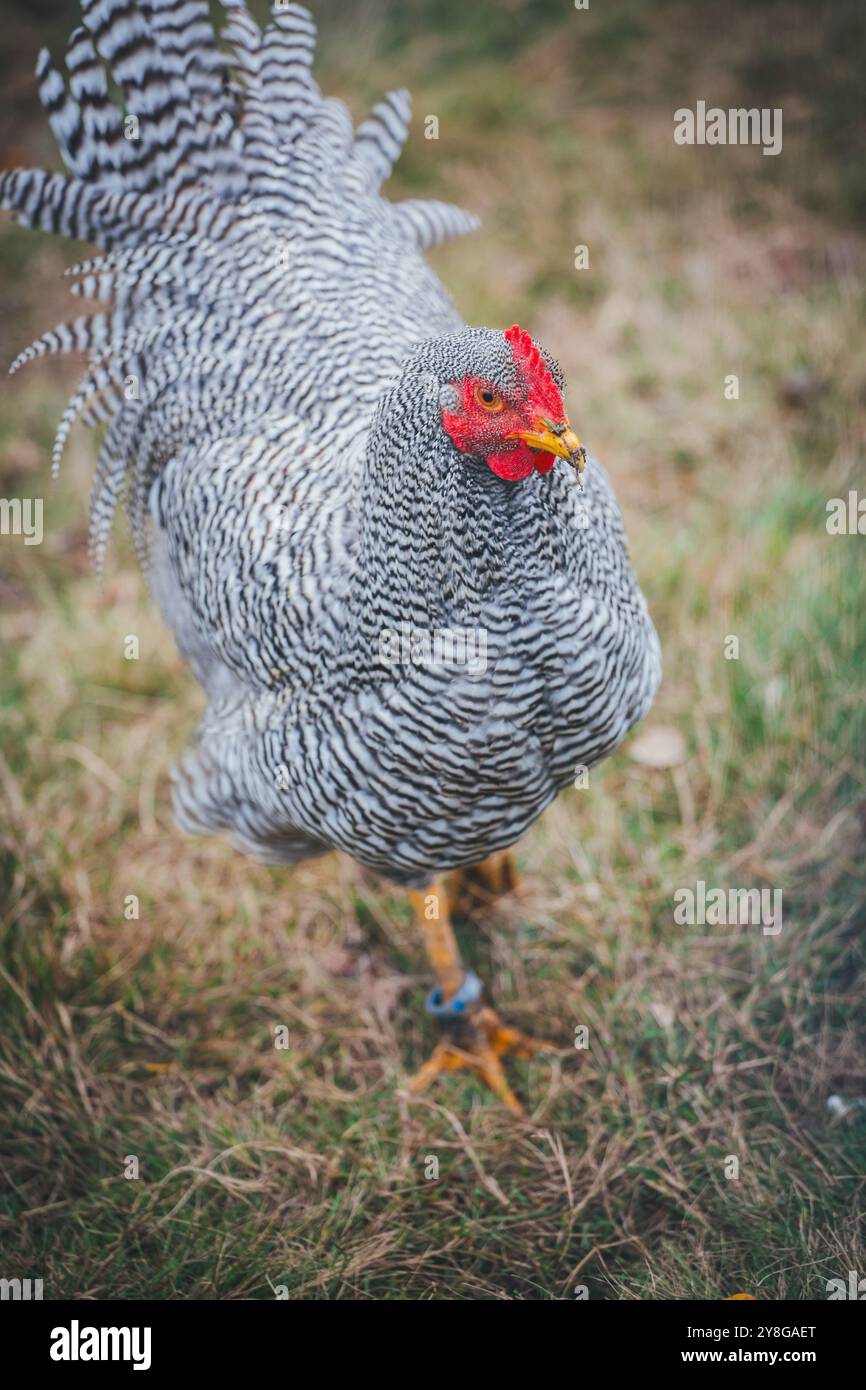 Young Amrock chicken rooster Stock Photo - Alamy