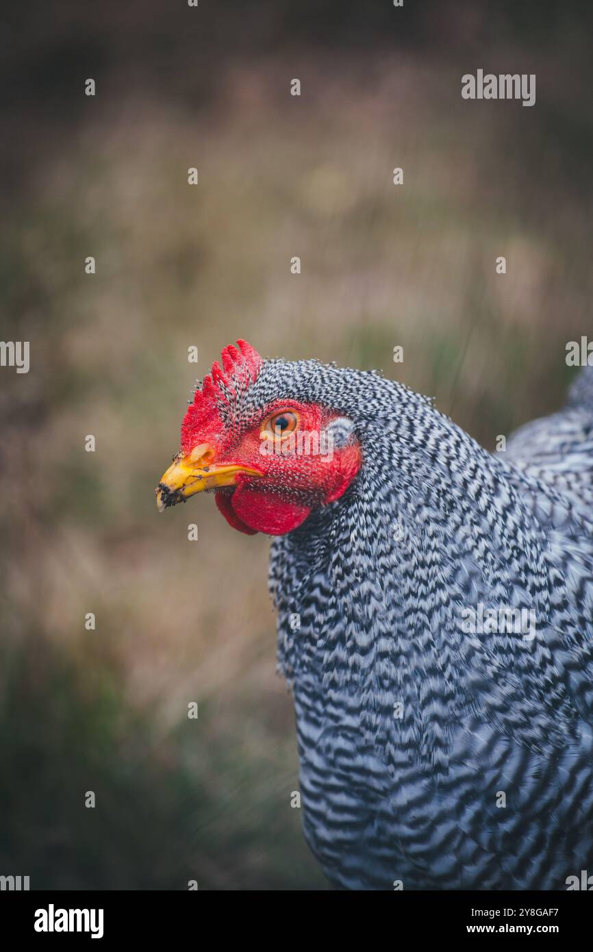 Young Amrock chicken rooster Stock Photo - Alamy