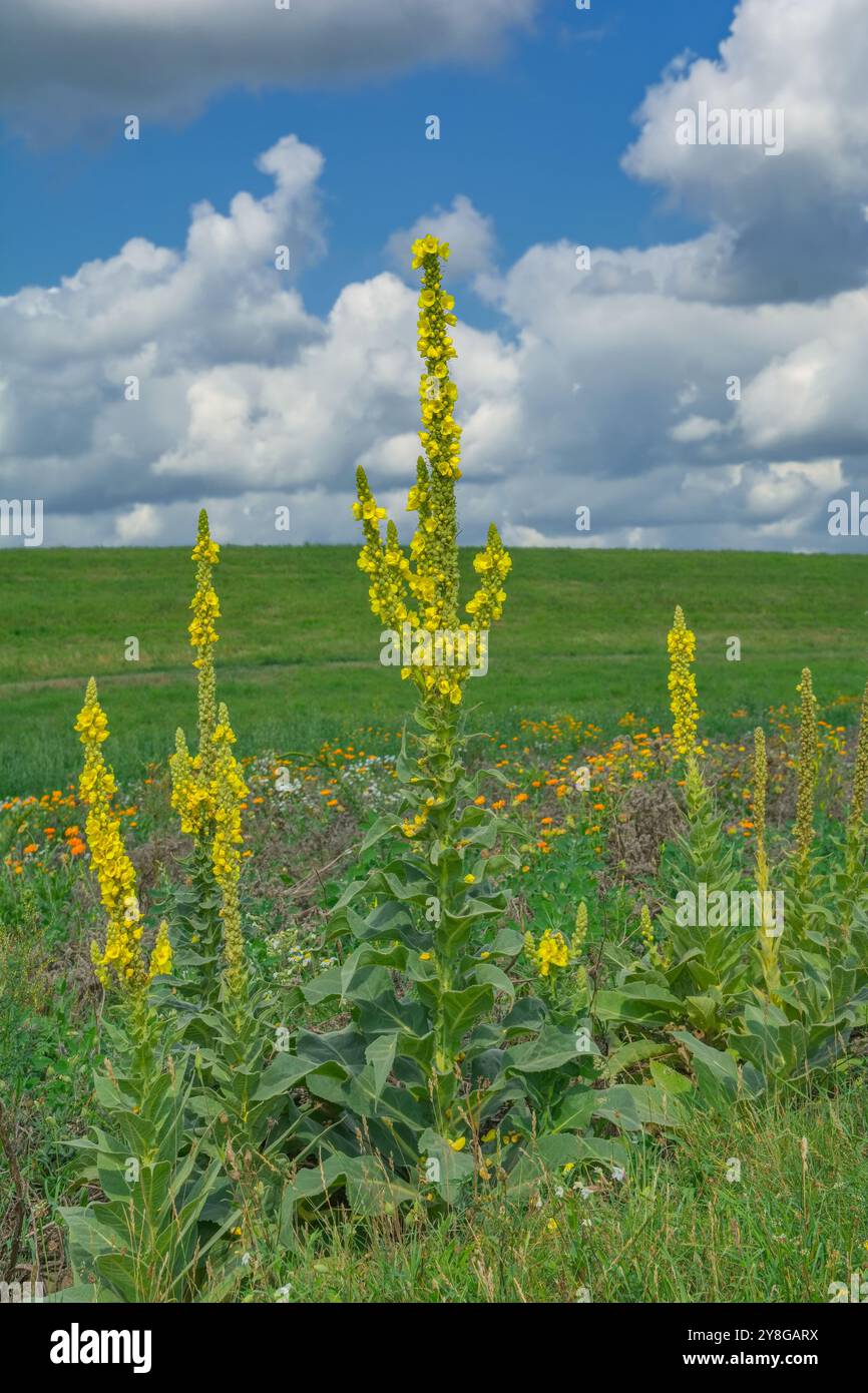 common mullein resp.Verbascum densiflorum,Rhineland,Germany Stock Photo ...