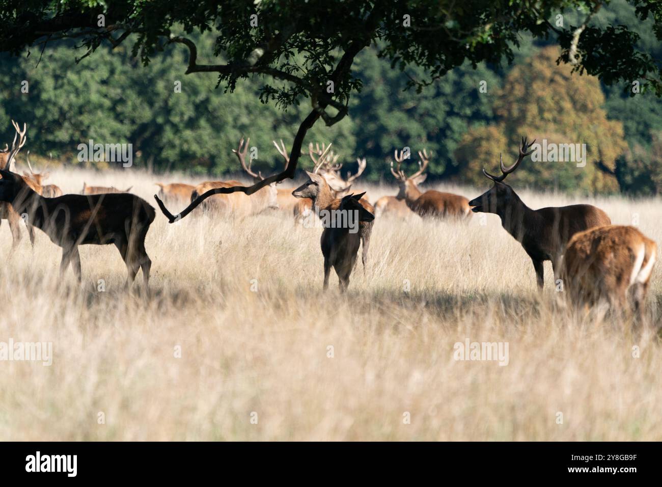 red deer stag mating season Stock Photo - Alamy