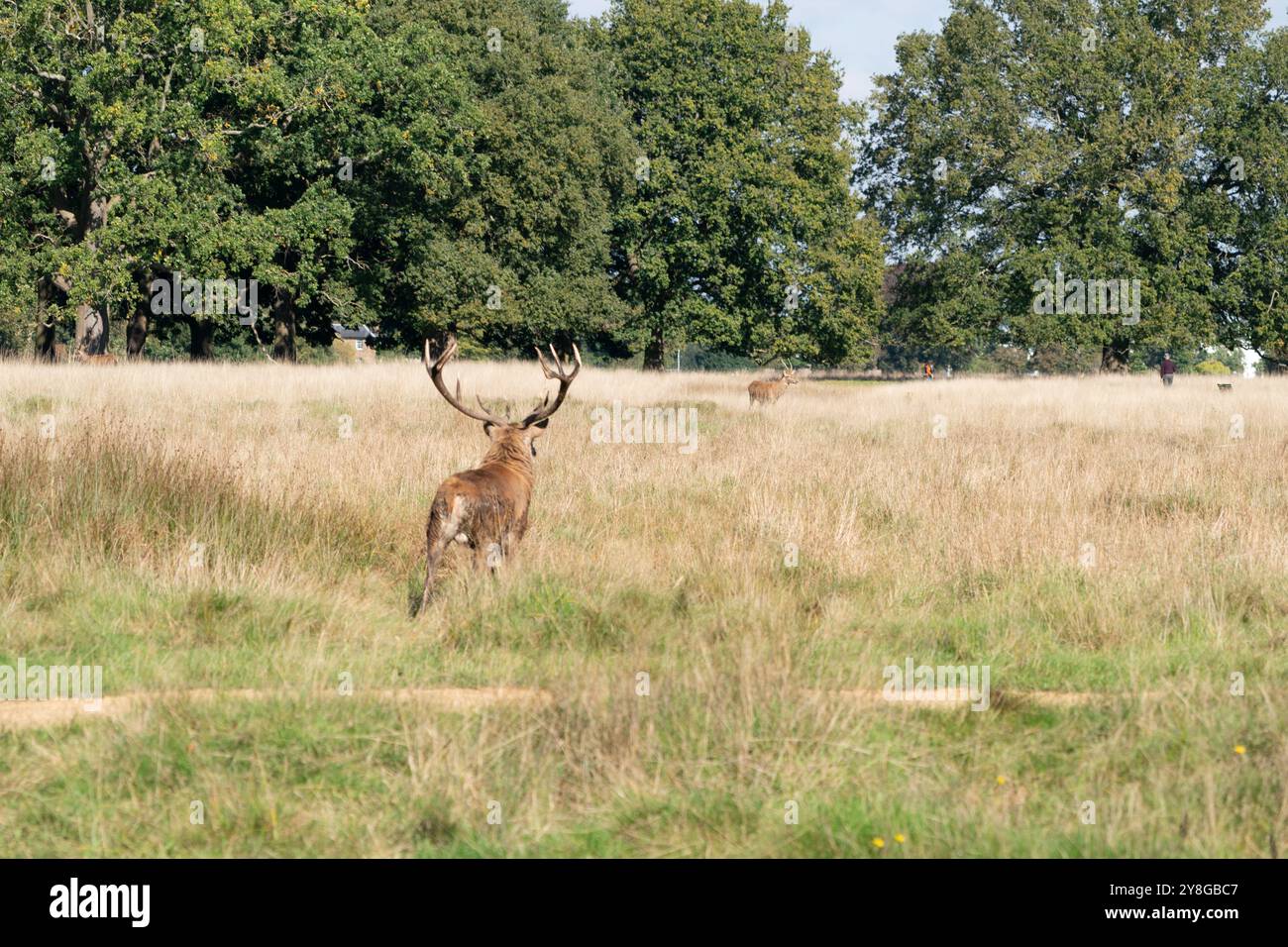 red deer stag mating season Stock Photo - Alamy