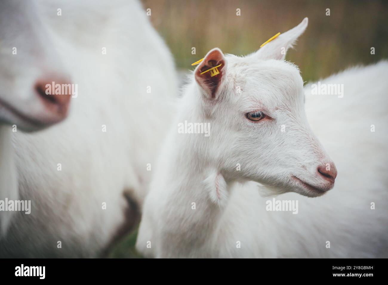 Saanen autumn hi-res stock photography and images - Alamy