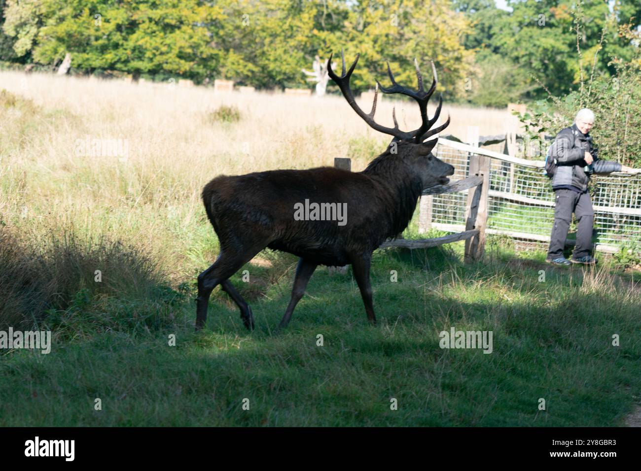red deer stag mating season Stock Photo - Alamy