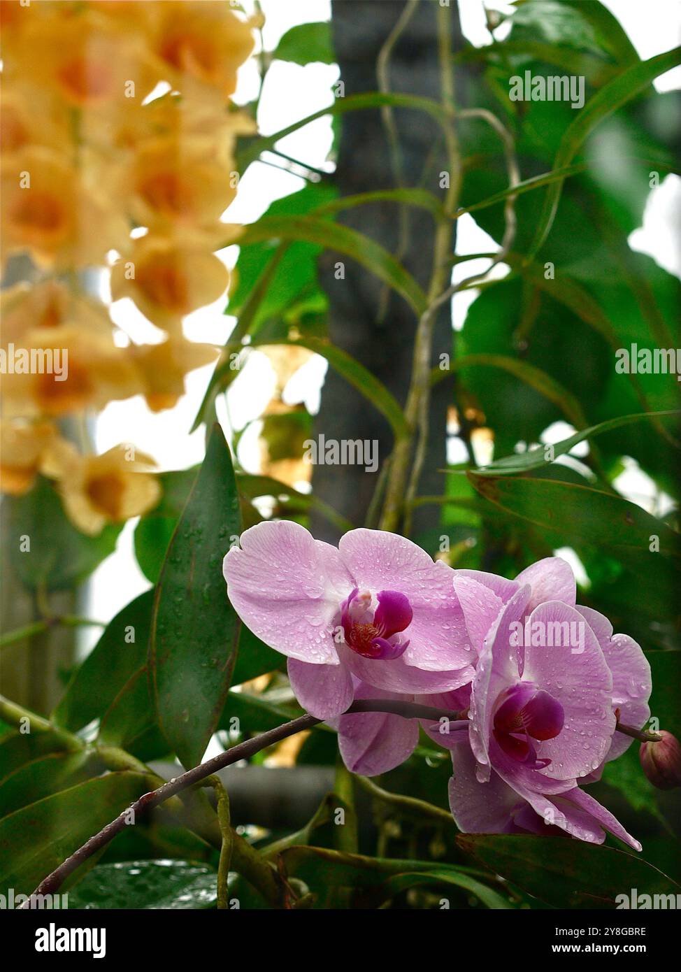 Orchids, Tete d'Or park glasshouse, Lyon, Rhone, AURA region, France ...