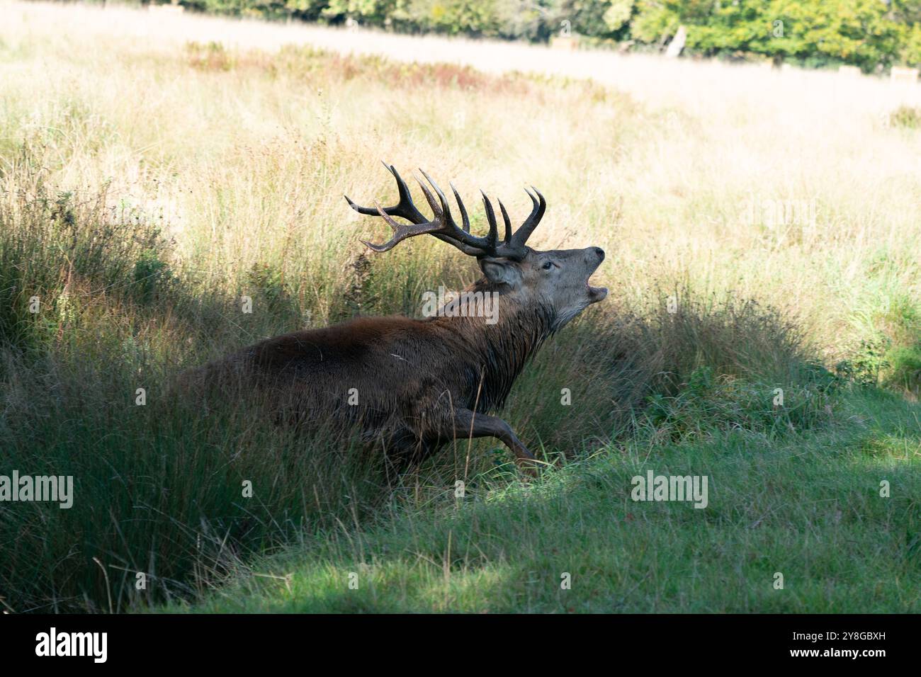 red deer stag mating season Stock Photo - Alamy