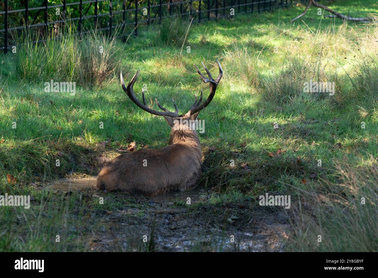 red deer stag mating season Stock Photo - Alamy