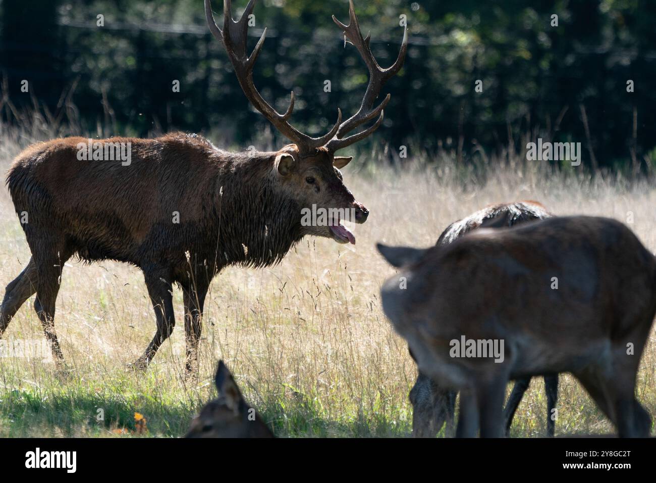 red deer stag mating season Stock Photo - Alamy