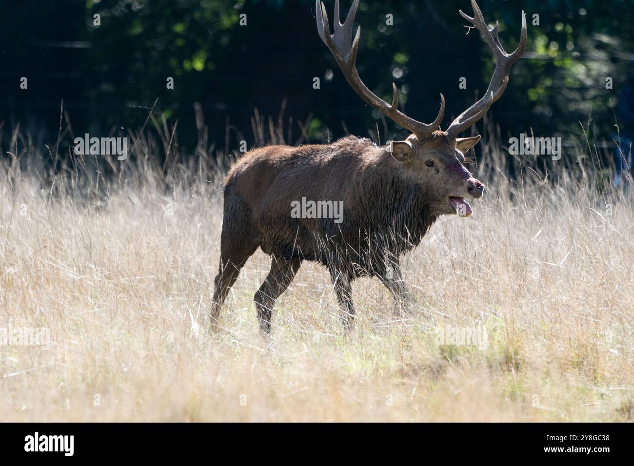 red deer stag mating season Stock Photo - Alamy