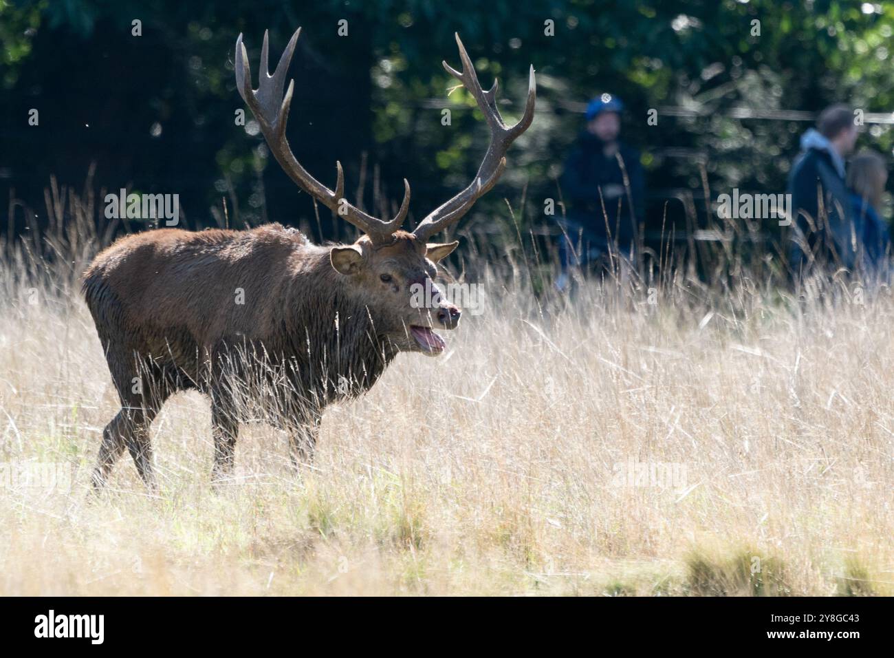 red deer stag mating season Stock Photo - Alamy