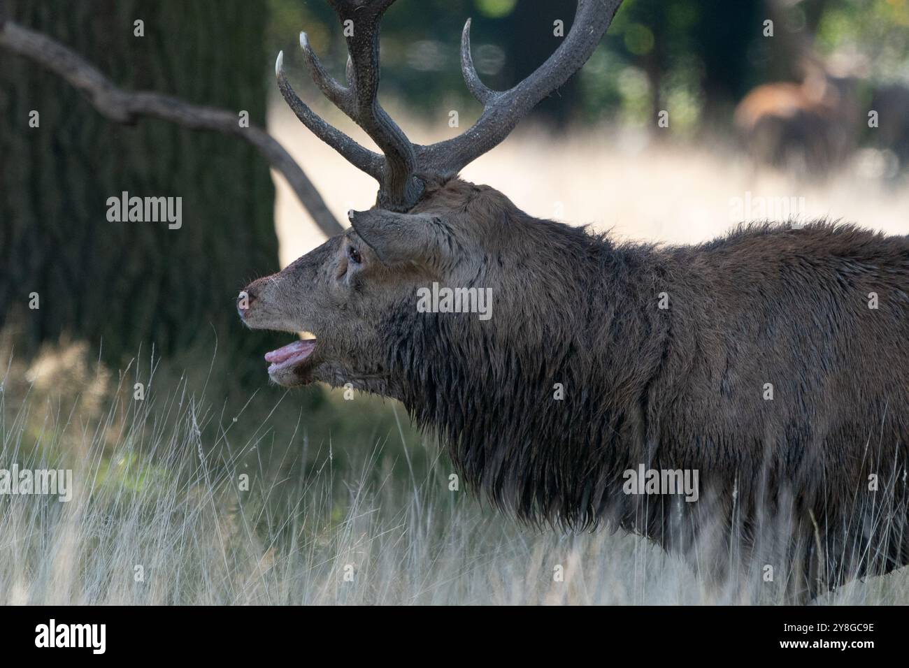 red deer stag mating season Stock Photo - Alamy