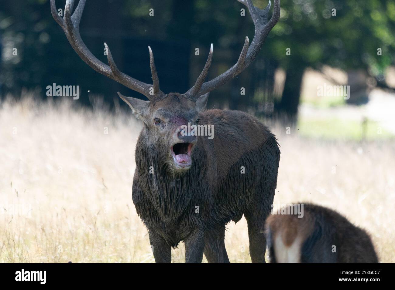 red deer stag mating season Stock Photo - Alamy