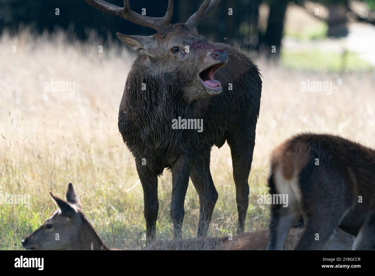 red deer stag mating season Stock Photo - Alamy