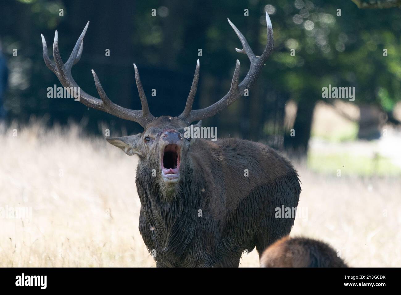 red deer stag mating season Stock Photo - Alamy