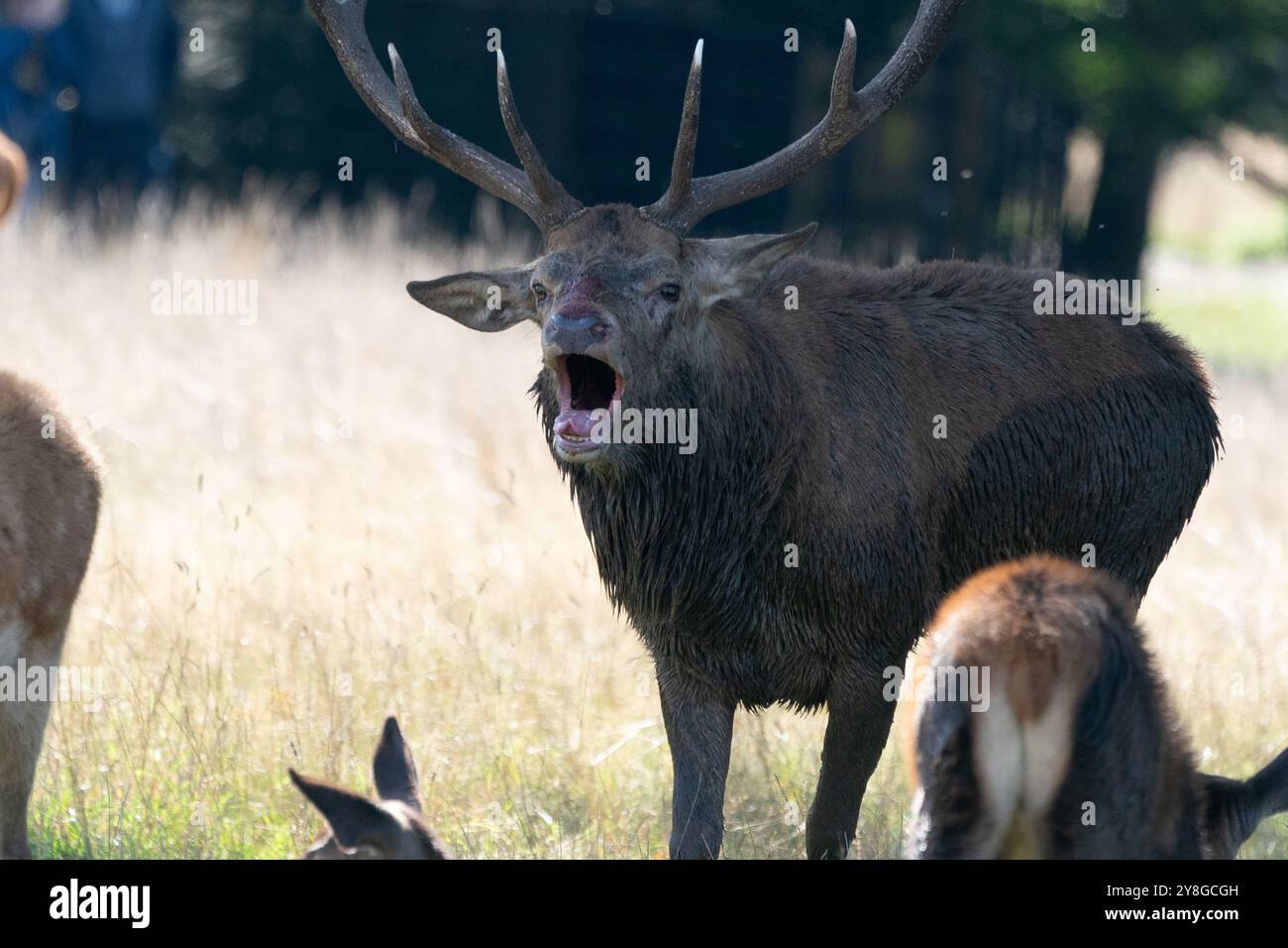 red deer stag mating season Stock Photo - Alamy
