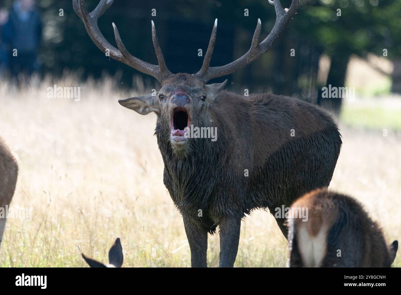red deer stag mating season Stock Photo - Alamy