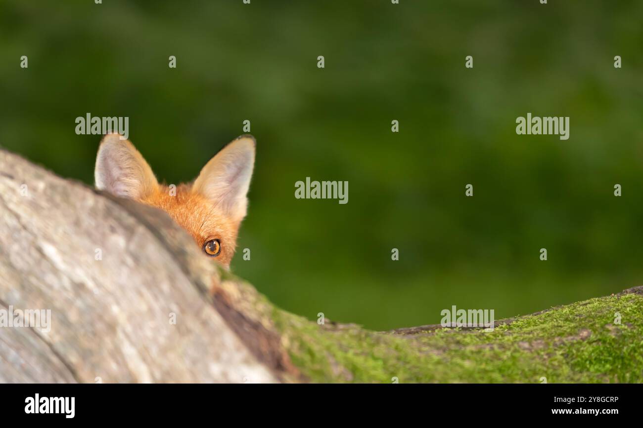 Curious red fox cub peeking over tree trunk in the forest, UK Stock ...