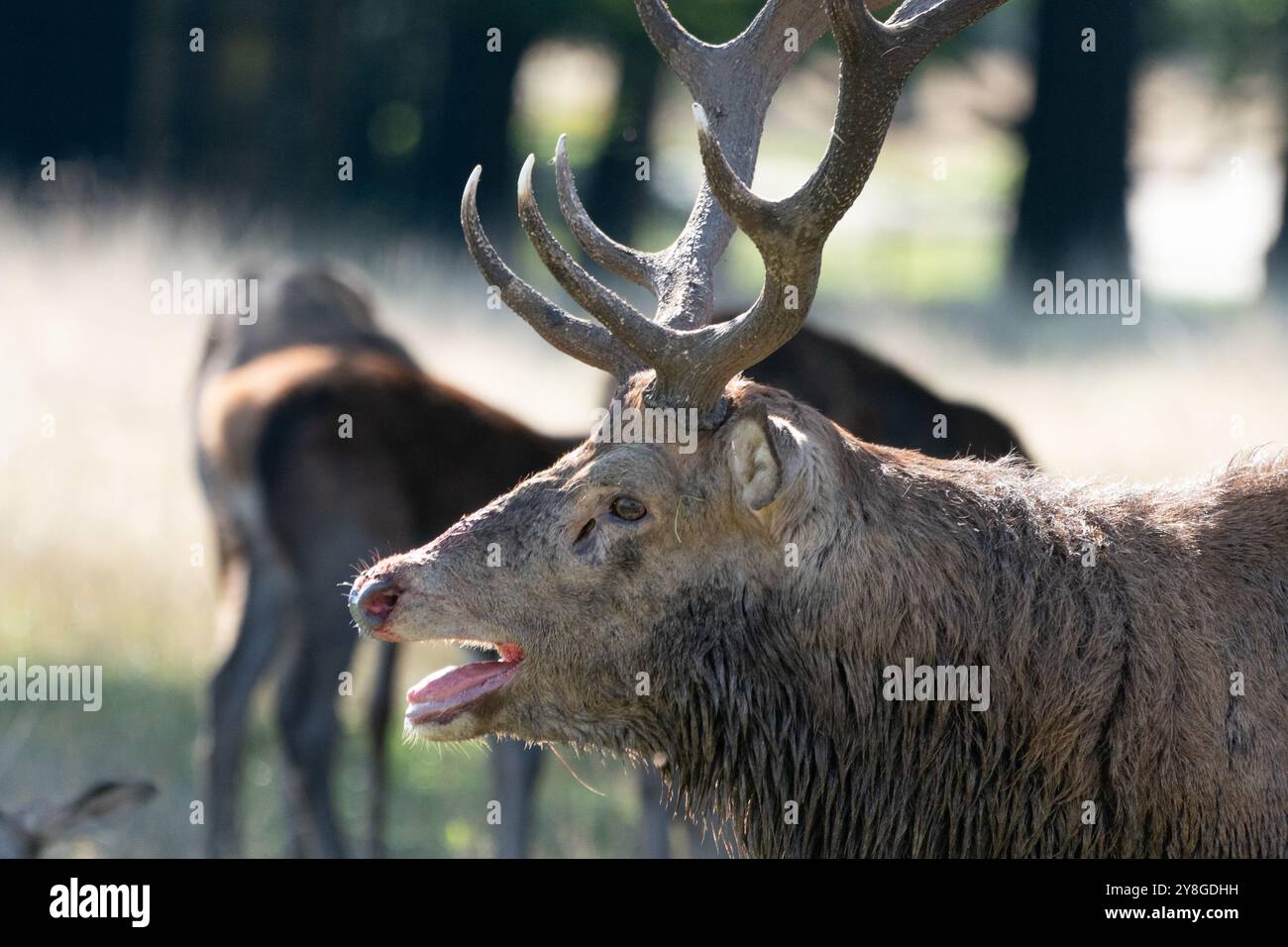 red deer stag mating season Stock Photo - Alamy