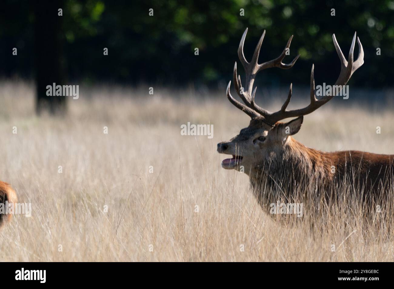red deer stag mating season Stock Photo - Alamy